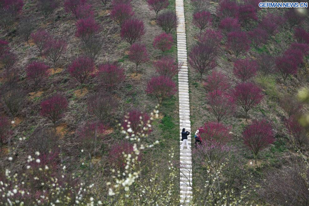 Pflaumenblütengarten in Guian New Area im Südwesten Chinas für ...