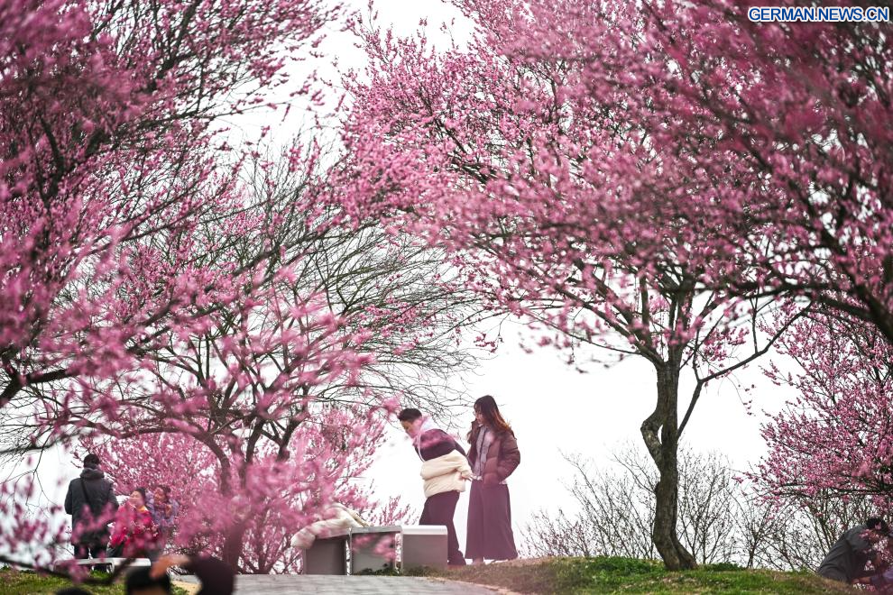 Pflaumenblütengarten in Guian New Area im Südwesten Chinas für ...